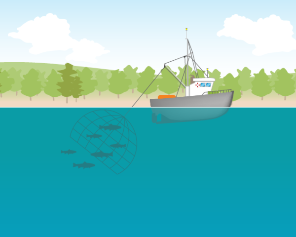 Overfishing simulation – Kelly Finan