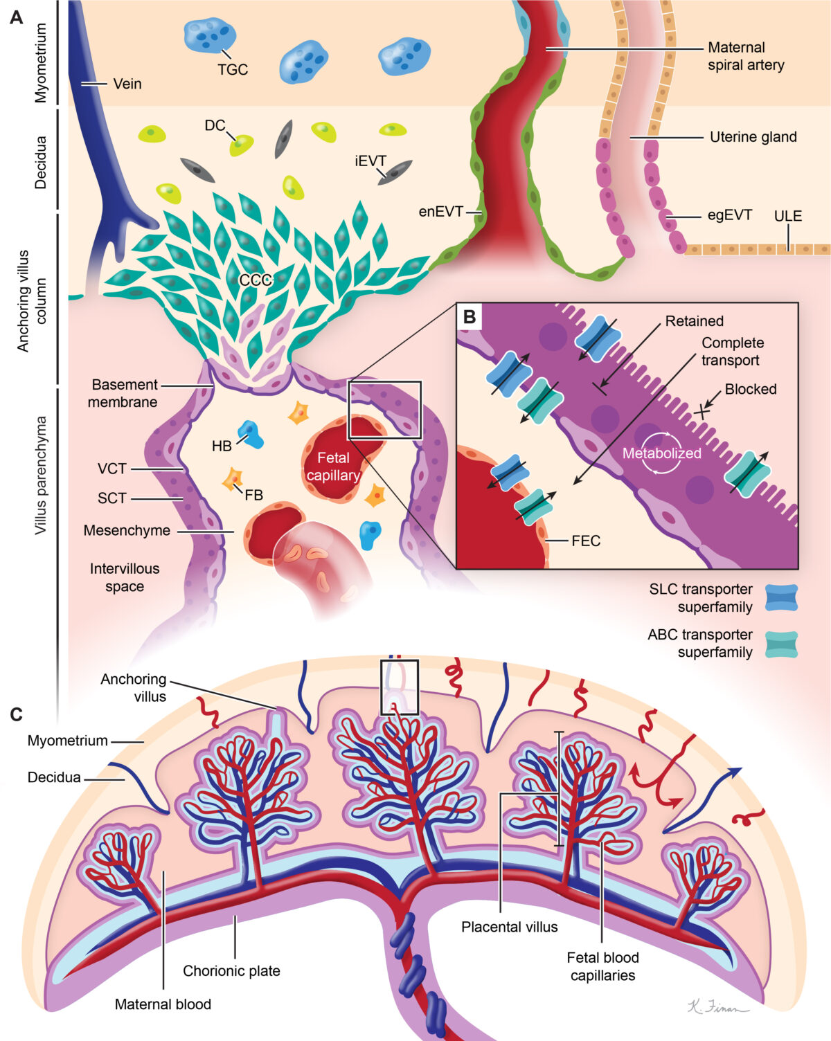 Human Placenta Anatomy: All you Need to Know – Kelly Finan