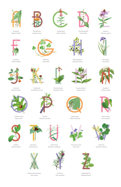 Native Plant Alphabet – Kelly Finan